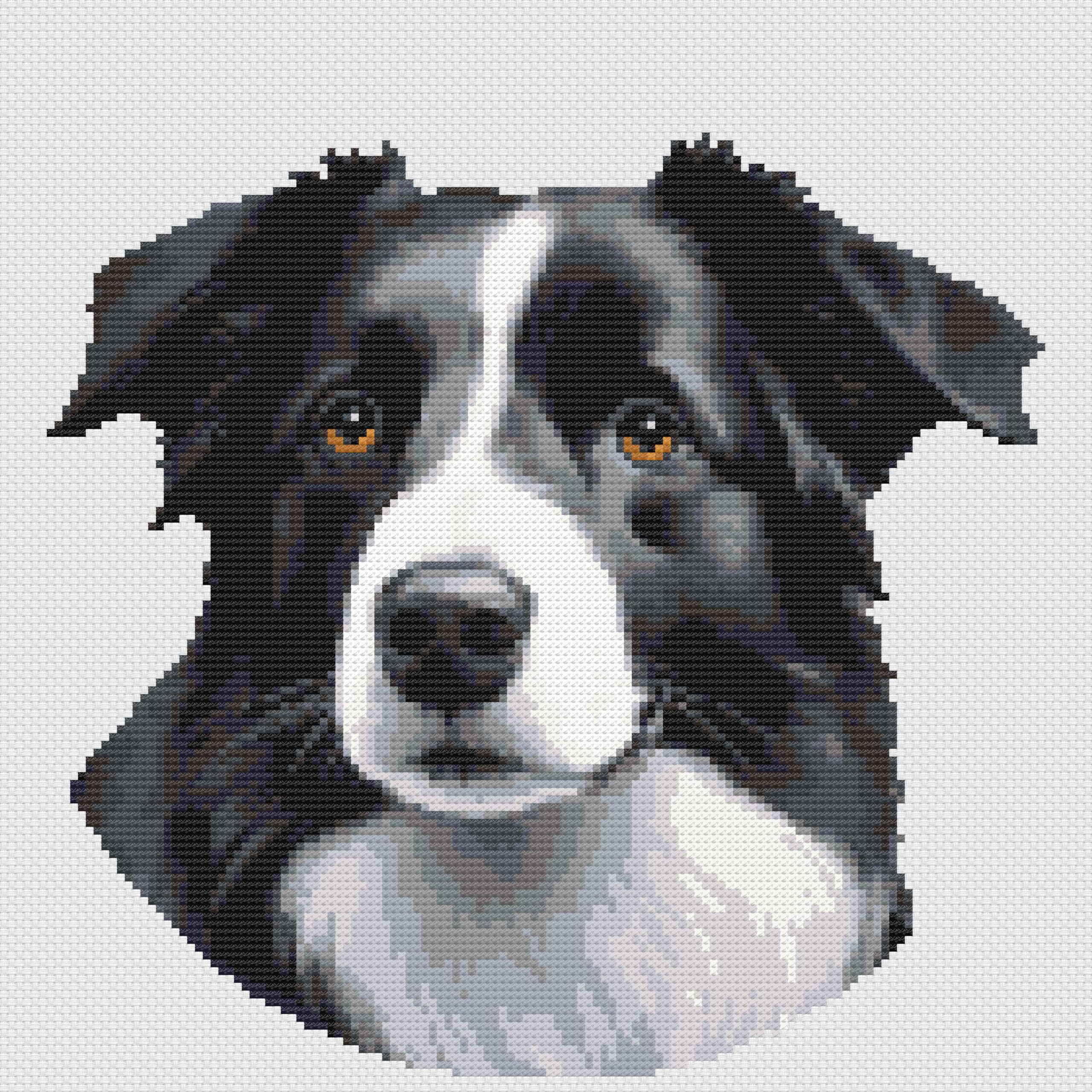 Border Collie cross stitch pattern